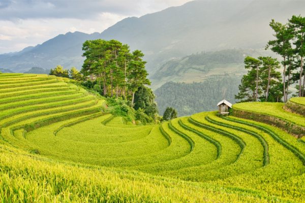 The Ultimate Guide to Mu Cang Chai Rice Terrace Hike